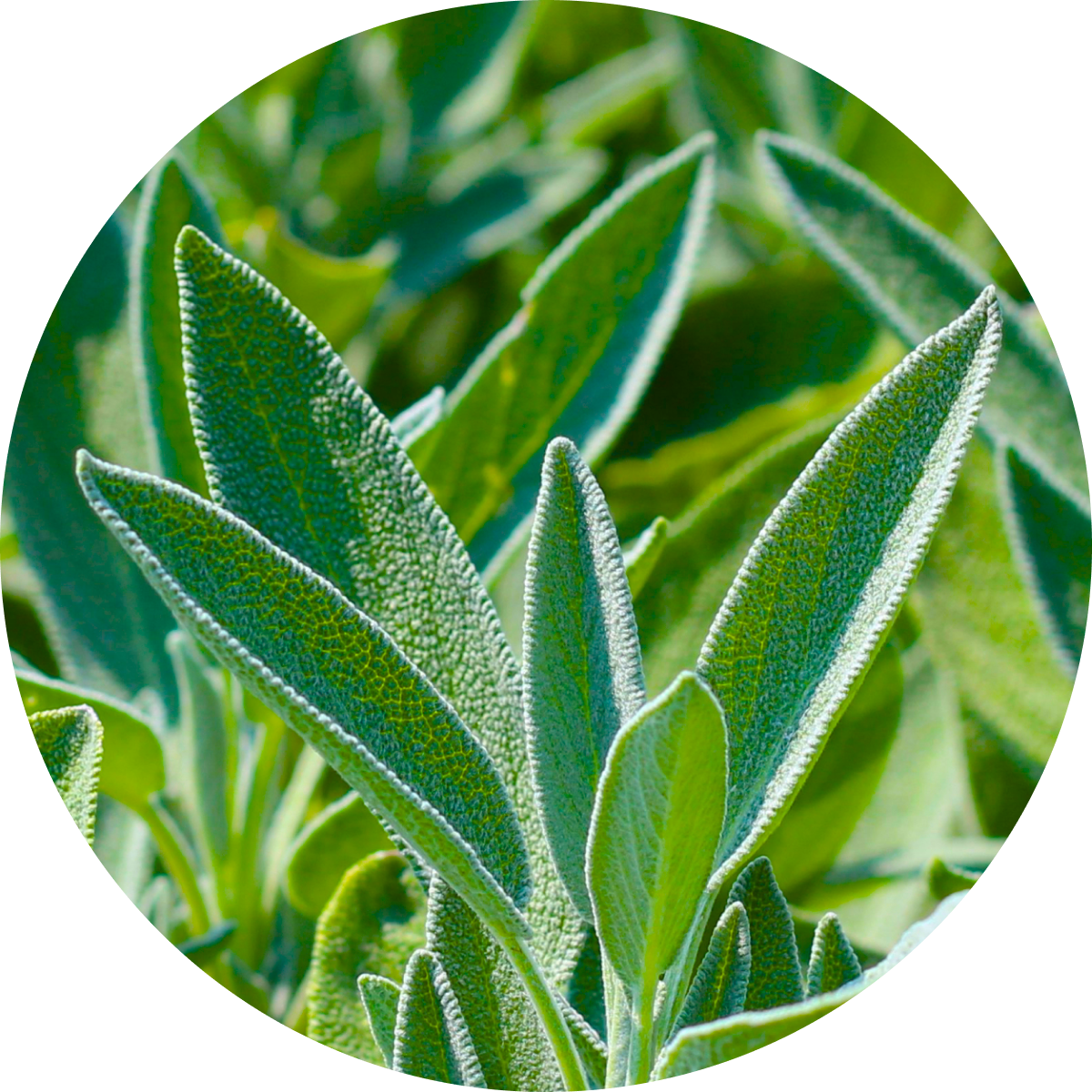 Travel Size GrandeBROW Brow Enhancing Serum – Grande Cosmetics