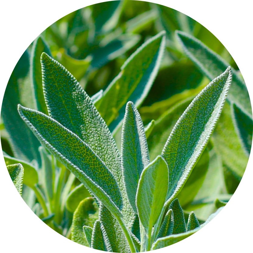 Travel Size GrandeBROW Brow Enhancing Serum – Grande Cosmetics